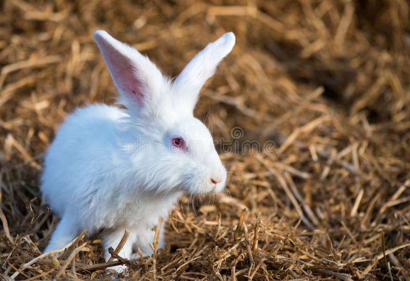White Rabbit Outdoor at the Farm in Spring Stock Photo - Image of ...