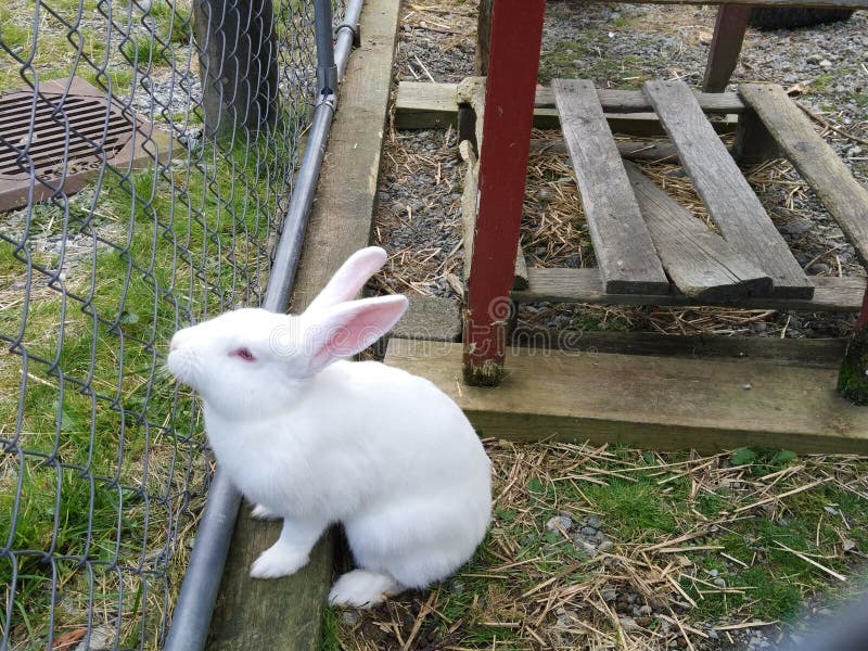 White Rabbit in the Paddock. Lysefjord, Norway. View Stock Image ...