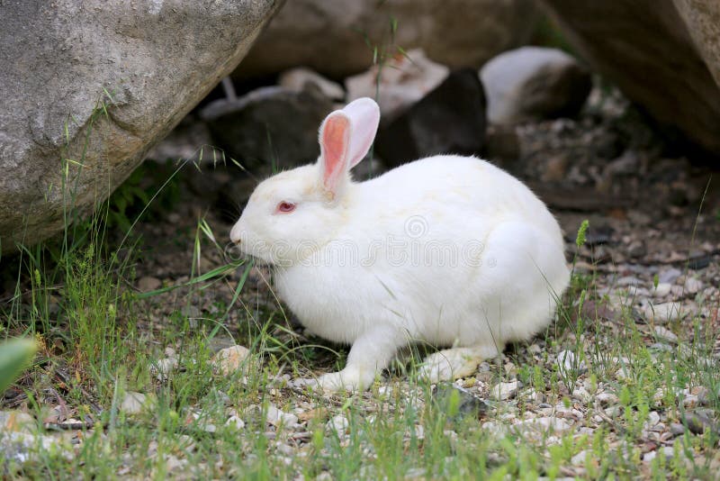 White rabbit on pasture stock image. Image of furry - 160628043