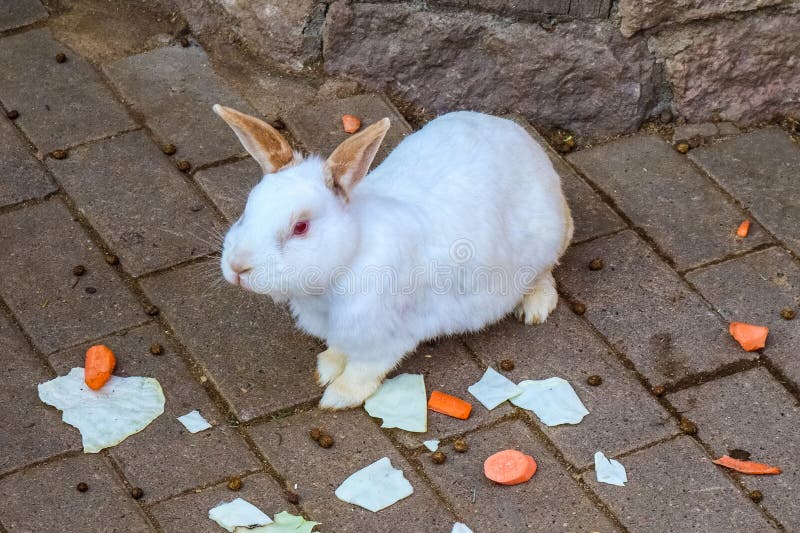 White Rabbit on Paving Slabs Stock Image - Image of slabs, animal ...