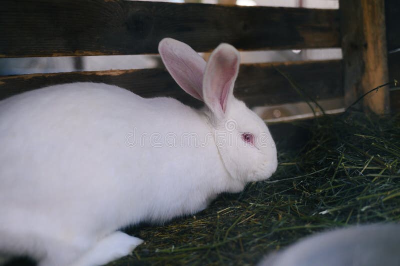 A White Rabbit Sitting on Top of a Grass Covered Ground Stock Image ...