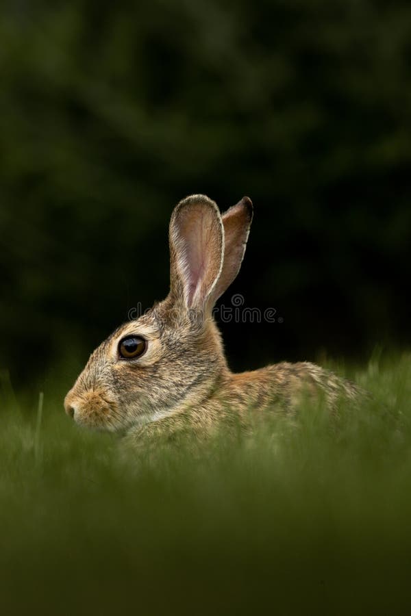 White Rabbit is Perched in the Lush Green Grass of a Park, Surrounded ...