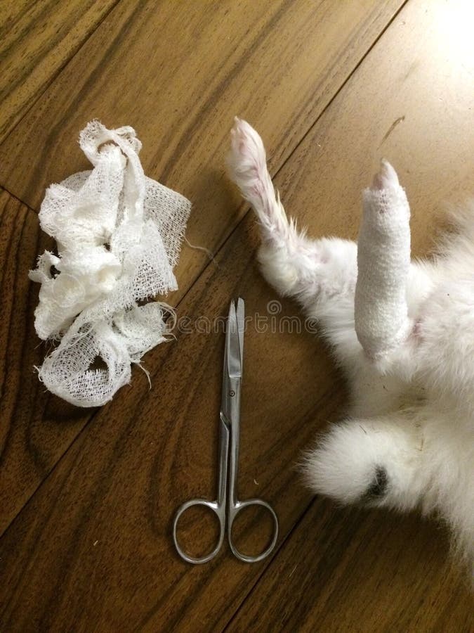 White Rabbit Pet Rear Leg Wound Dressing Process with Bandage and ...