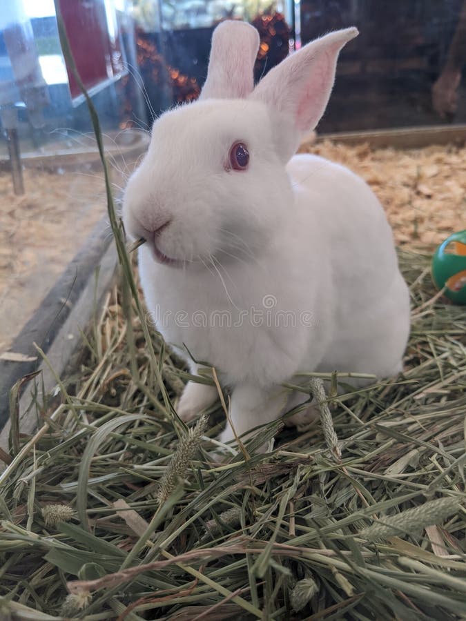 White rabbit at pet store stock photo. Image of animal - 209242306