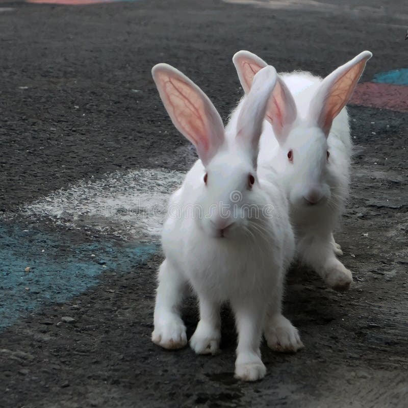 Rabbit on Road stock image. Image of cute, cottontail, mammal - 425481