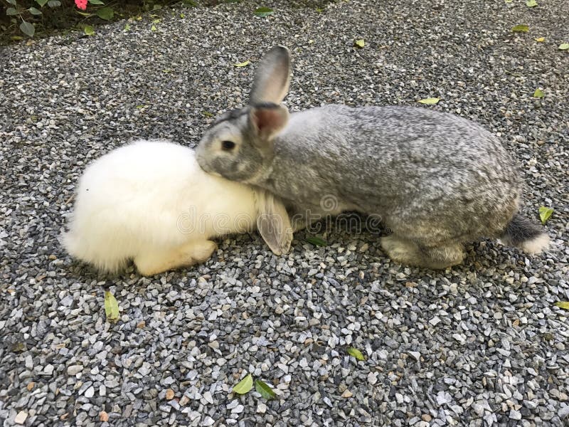 White rabbit stock image. Image of playing, palying - 104450827