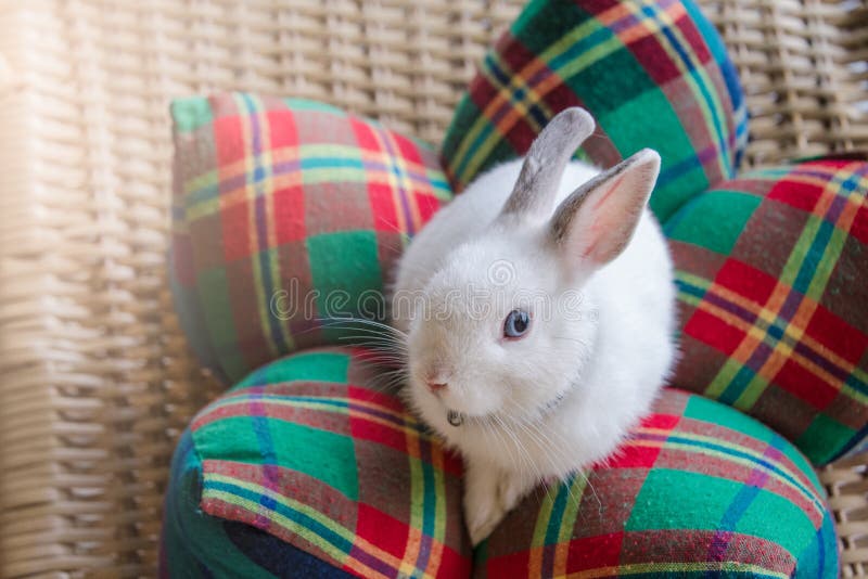 White rabbit on the pillow stock image. Image of fluffy - 83922991