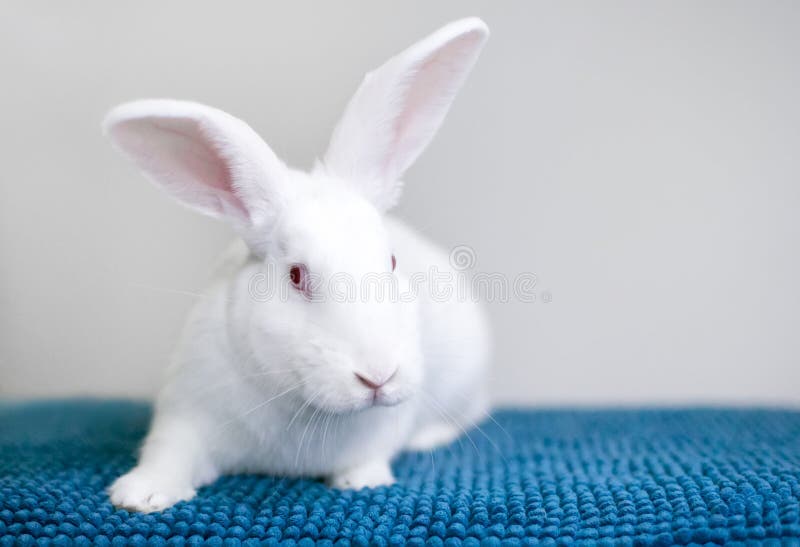 A White Rabbit with Pink Eyes Stock Photo - Image of pets, eyes: 210348982