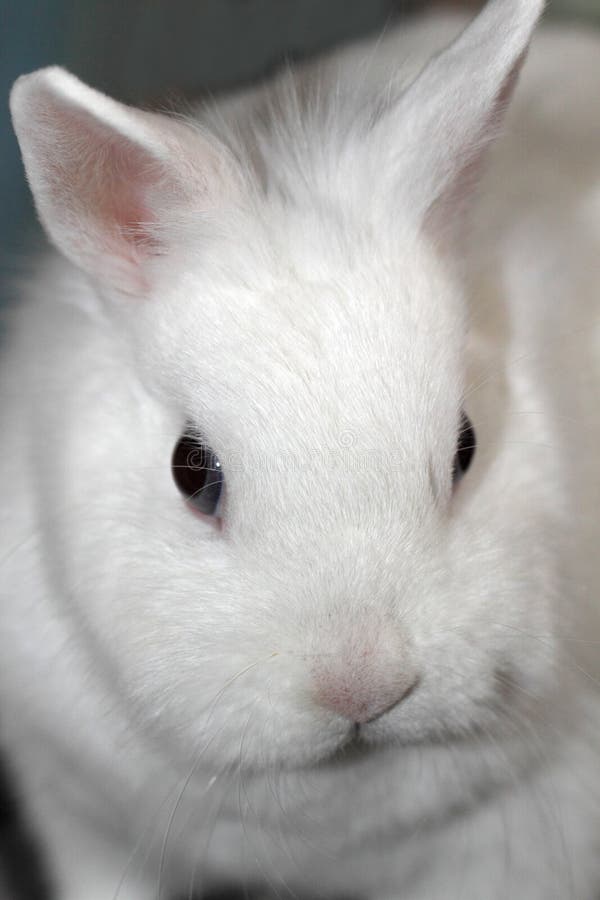 White rabbit stock image. Image of hare, small, fluffy - 40866797