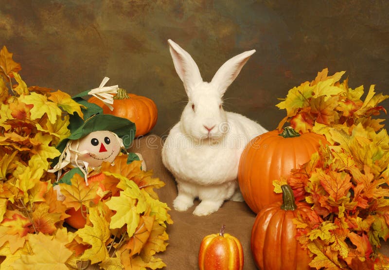 White Rabbit with Pumpkins and Stuffed Scarecrow Stock Photo - Image of ...