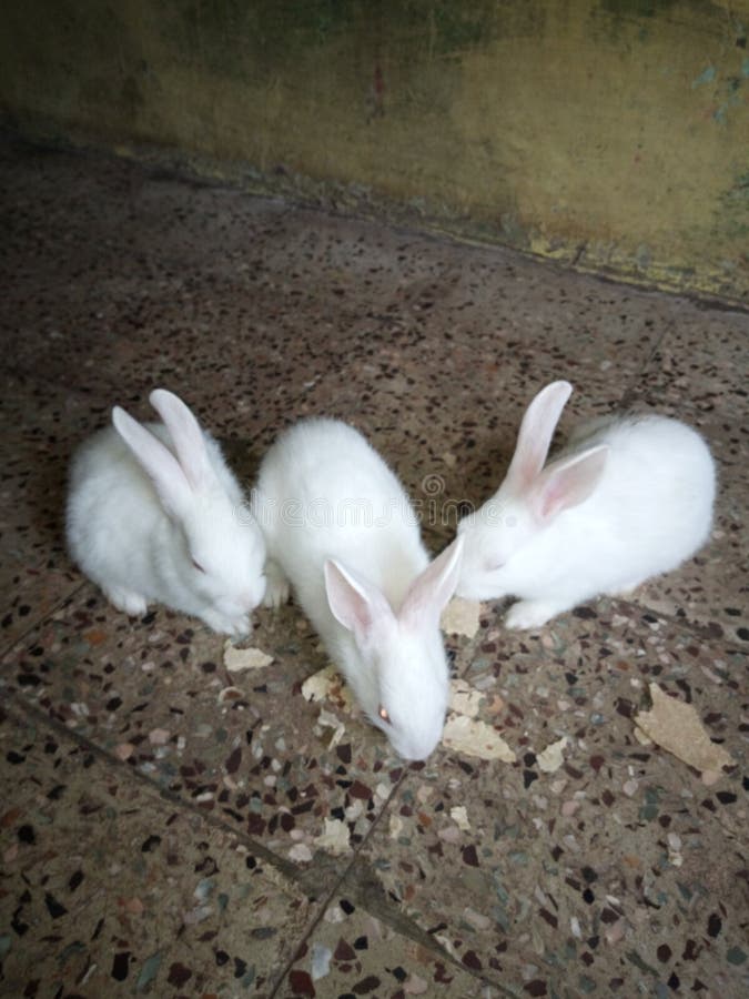 White Rabbit stock image. Image of food, white, rabbits - 133033913