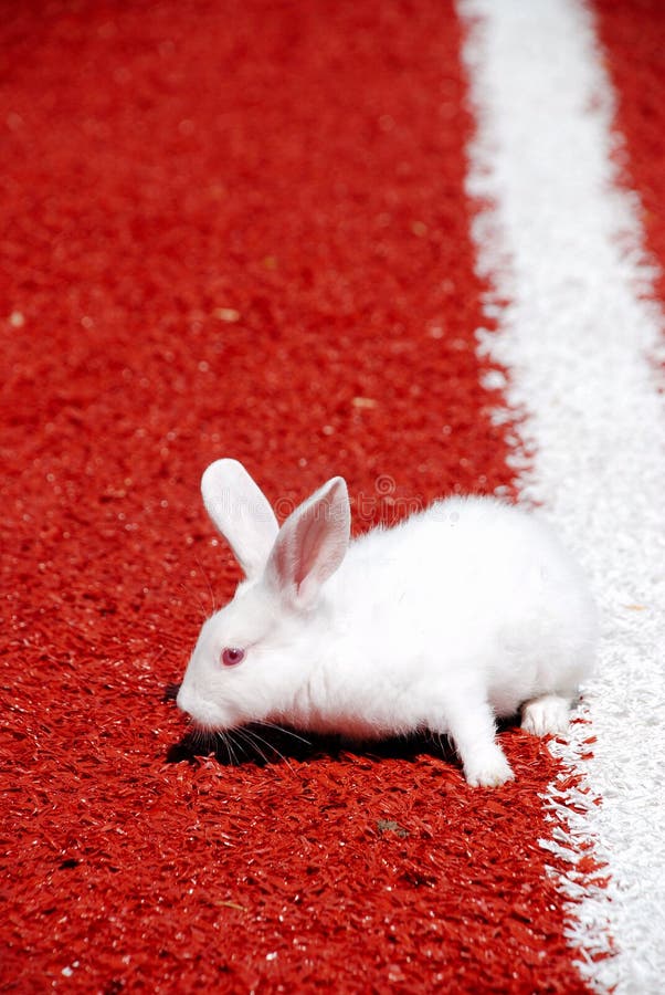White Rabbit on a Racetrack Stock Photo - Image of bunny, racetrack ...