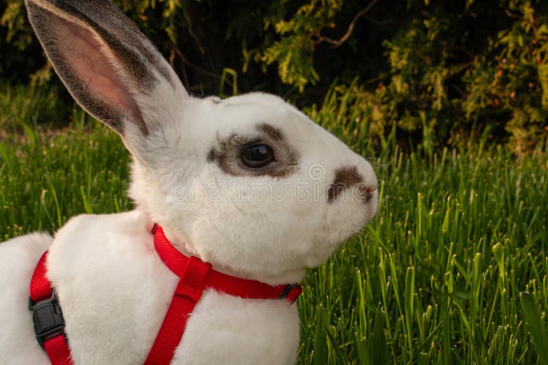 White Rabbit with Red Collar on the Green Grass in the Park. Stock ...