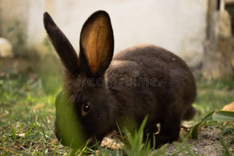 Brown Rabbit with Dark Eyes Stock Image - Image of alertness, cute ...