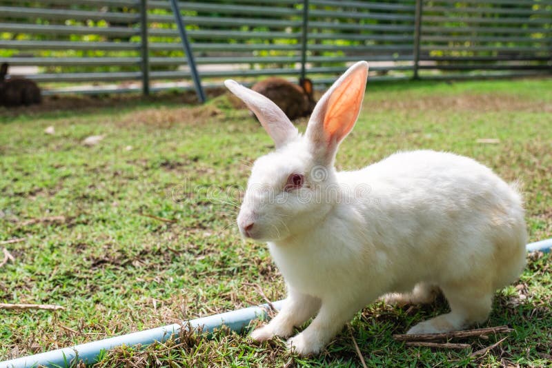 Two Adorable Rabbit Brown and White a Friendly with Kniff Kiss O Stock ...