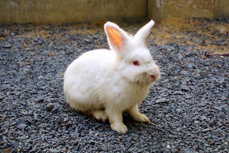 1,807 White Rabbit Red Eyes Stock Photos - Free & Royalty-Free Stock ...