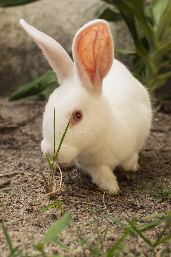 White rabbit with red eyes stock photo. Image of nature - 148373652
