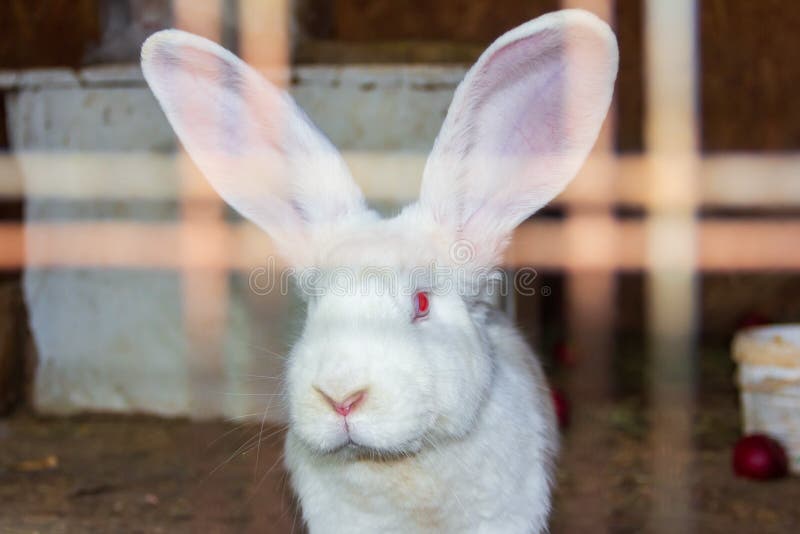 White Rabbit with Red Eyes Sitting in a Cage. Stock Photo - Image of ...