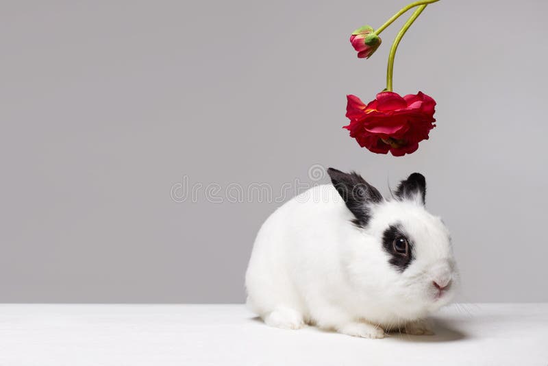 White Rabbit with Red Flower. Funny Fluffy Rabbit Stock Photo - Image ...