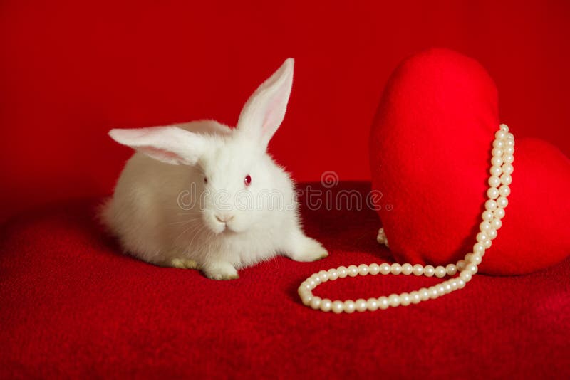 White Rabbit and Red Heart White Pearls Stock Image - Image of animals ...