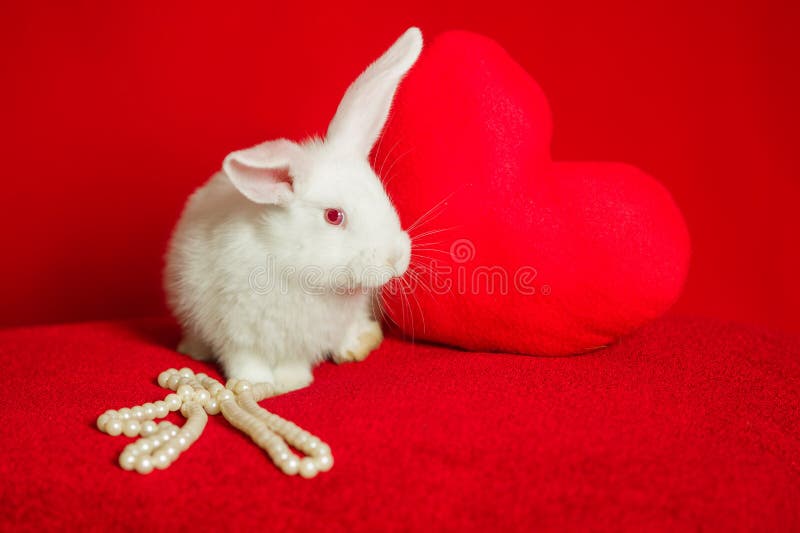 White Rabbit and Red Heart White Pearls Stock Image - Image of pets ...