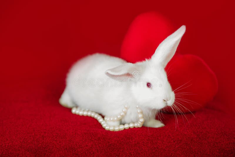 White Rabbit and Red Heart White Pearls Stock Photo - Image of color ...
