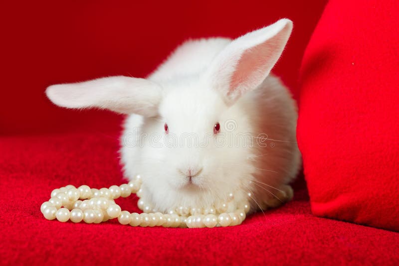 1,038 White Rabbit Heart Red Background Stock Photos - Free & Royalty ...