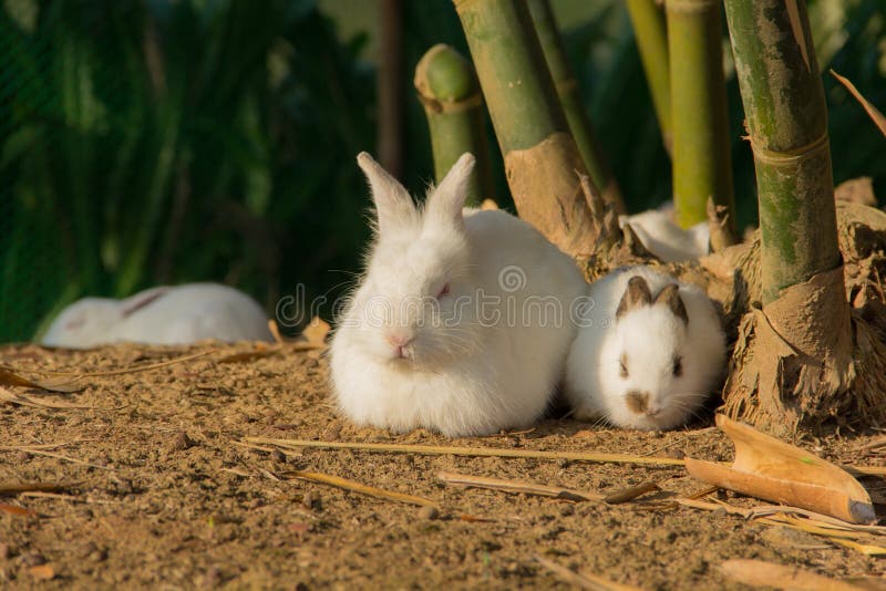 White Rabbit Relax in the Morning Stock Image - Image of rabbit, farm ...