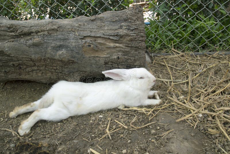 White Rabbit Resting on the Farm Stock Photo - Image of wild, white ...