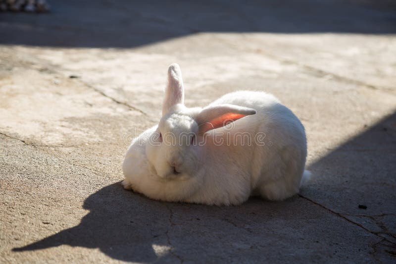 A White Rabbit Resting on the Ground. Stock Image - Image of rabbit ...
