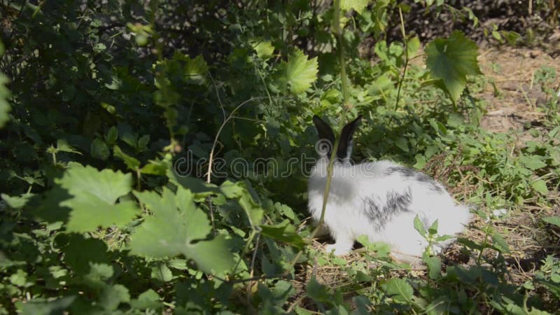 White Rabbit Running in the Grass Stock Footage - Video of meadow ...