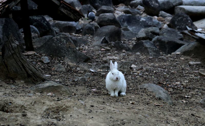 1,535 Running Rabbit Stock Photos - Free & Royalty-Free Stock Photos ...