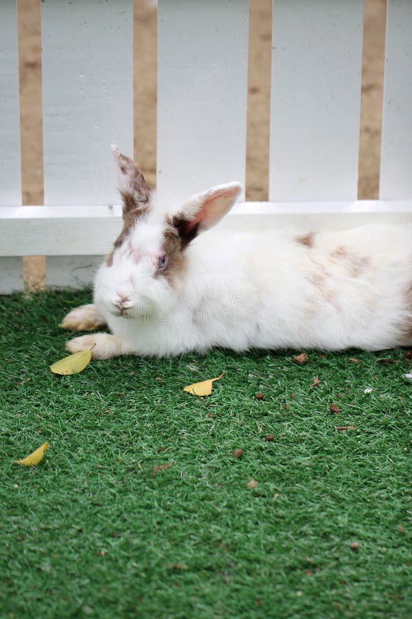 White Rabbit S Fur Fluffy on Lawn. Stock Photo - Image of fluffy ...