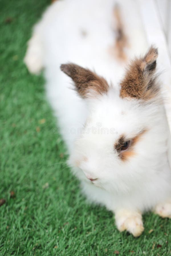 White Rabbit S Fur Fluffy on Lawn. Stock Photo - Image of fluffy ...