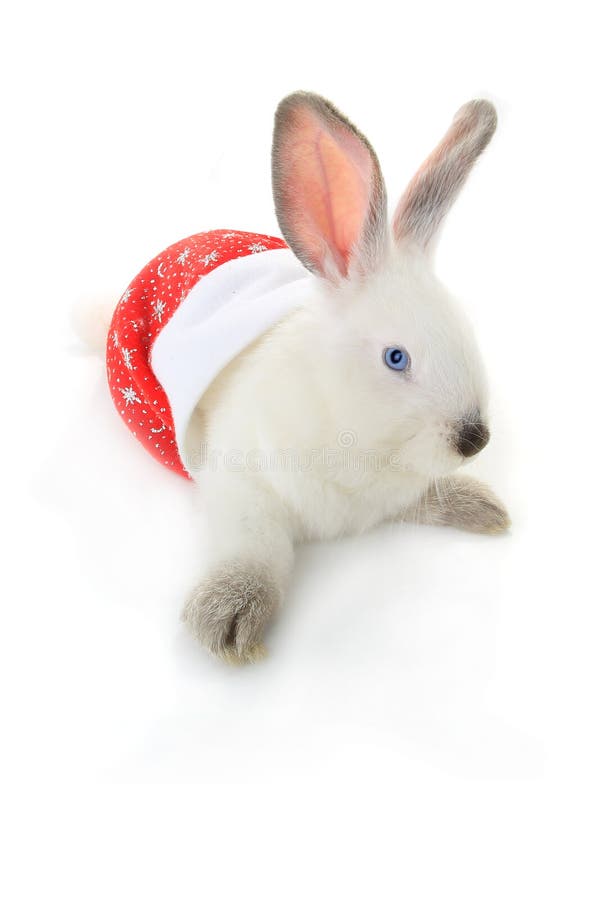 White rabbit stock photo. Image of funny, holiday, ears - 46759516