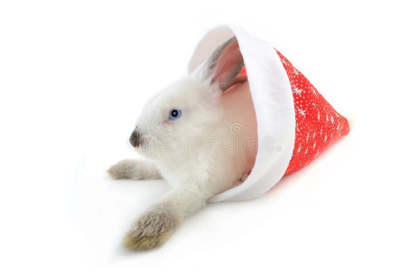 White rabbit stock image. Image of lovely, little, easter - 46759585