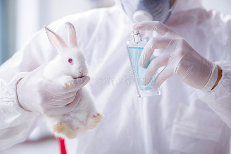The White Rabbit in Scientific Lab Experiment Stock Photo - Image of ...
