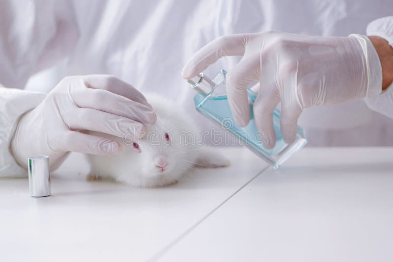 The White Rabbit in Scientific Lab Experiment Stock Photo - Image of ...
