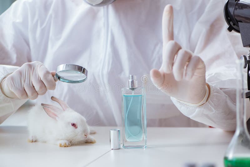 White Rabbit in Scientific Lab Experiment Stock Image - Image of ...