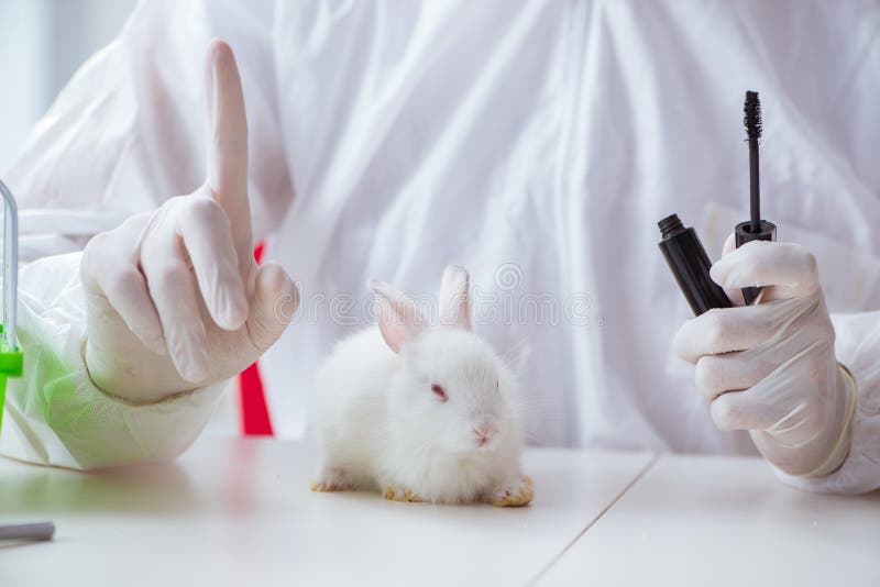The White Rabbit in Scientific Lab Experiment Stock Image - Image of ...
