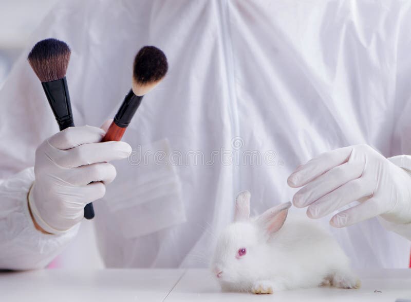 White Rabbit in Scientific Lab Experiment Stock Image - Image of ...