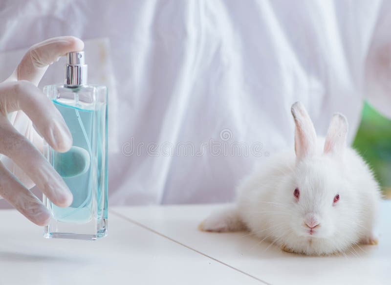 White Rabbit in Scientific Lab Experiment Stock Image - Image of ...