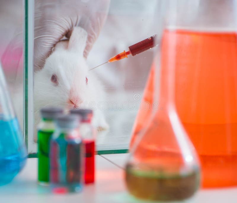 White Rabbit in Scientific Lab Experiment Stock Photo - Image of ...
