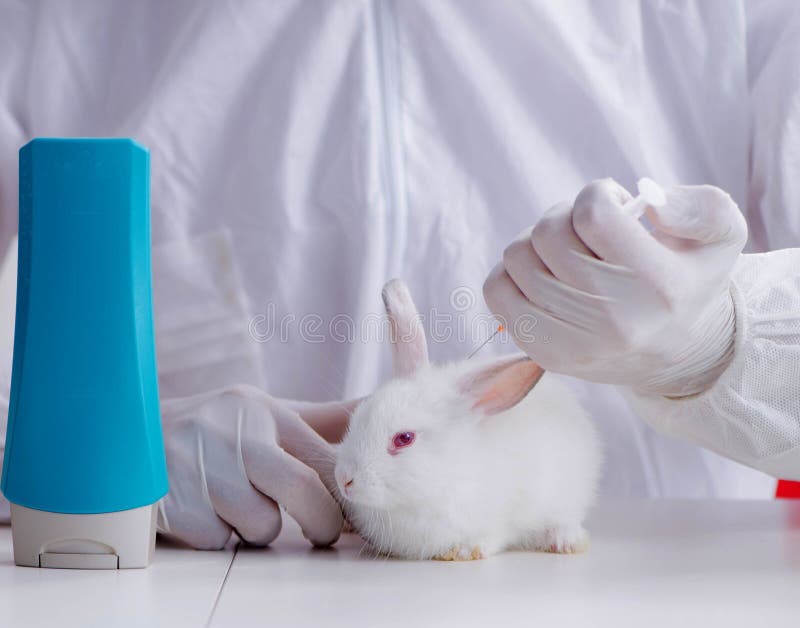 White Rabbit in Scientific Lab Experiment Stock Photo - Image of ...