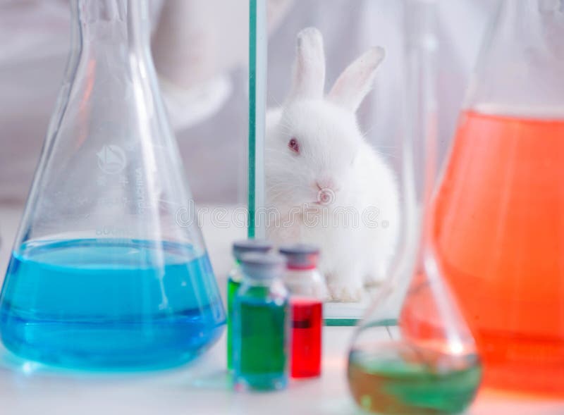 White Rabbit in Scientific Lab Experiment Stock Image - Image of hare ...