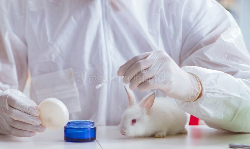 White Rabbit in Scientific Lab Experiment Stock Image - Image of cream ...