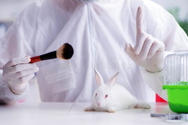 The White Rabbit In Scientific Lab Experiment Stock Photo - Image of ...
