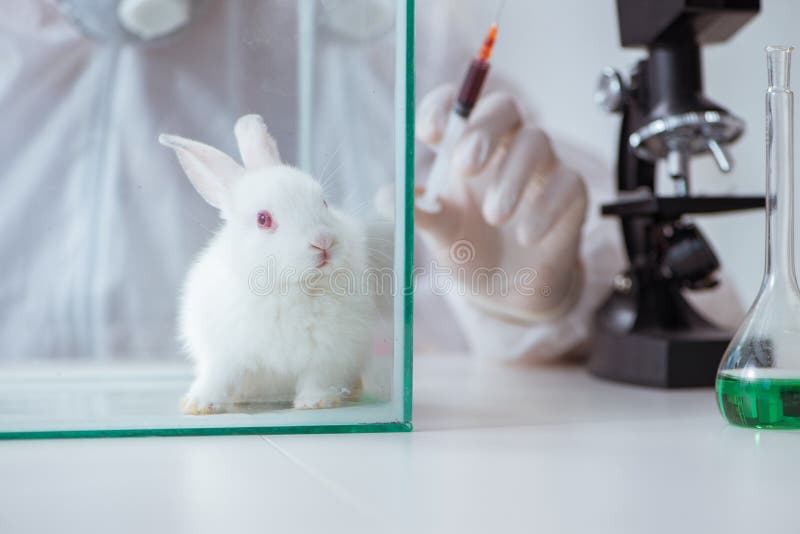The White Rabbit in Scientific Lab Experiment Stock Photo - Image of ...