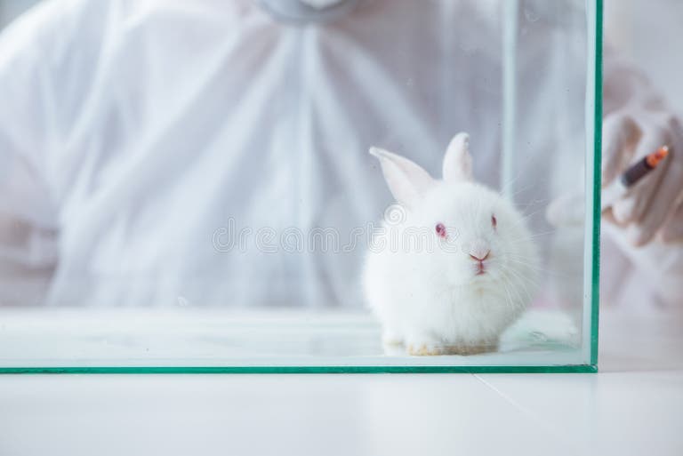 The White Rabbit in Scientific Lab Experiment Stock Image - Image of ...