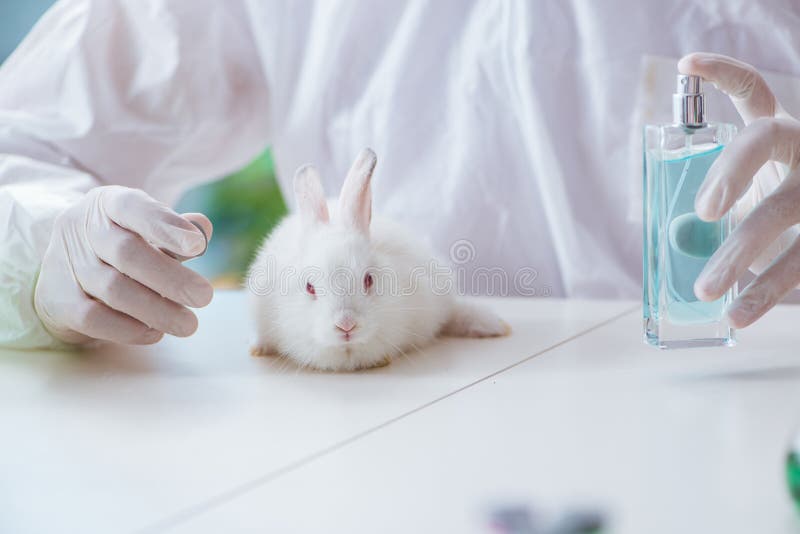 The White Rabbit in Scientific Lab Experiment Stock Image - Image of ...